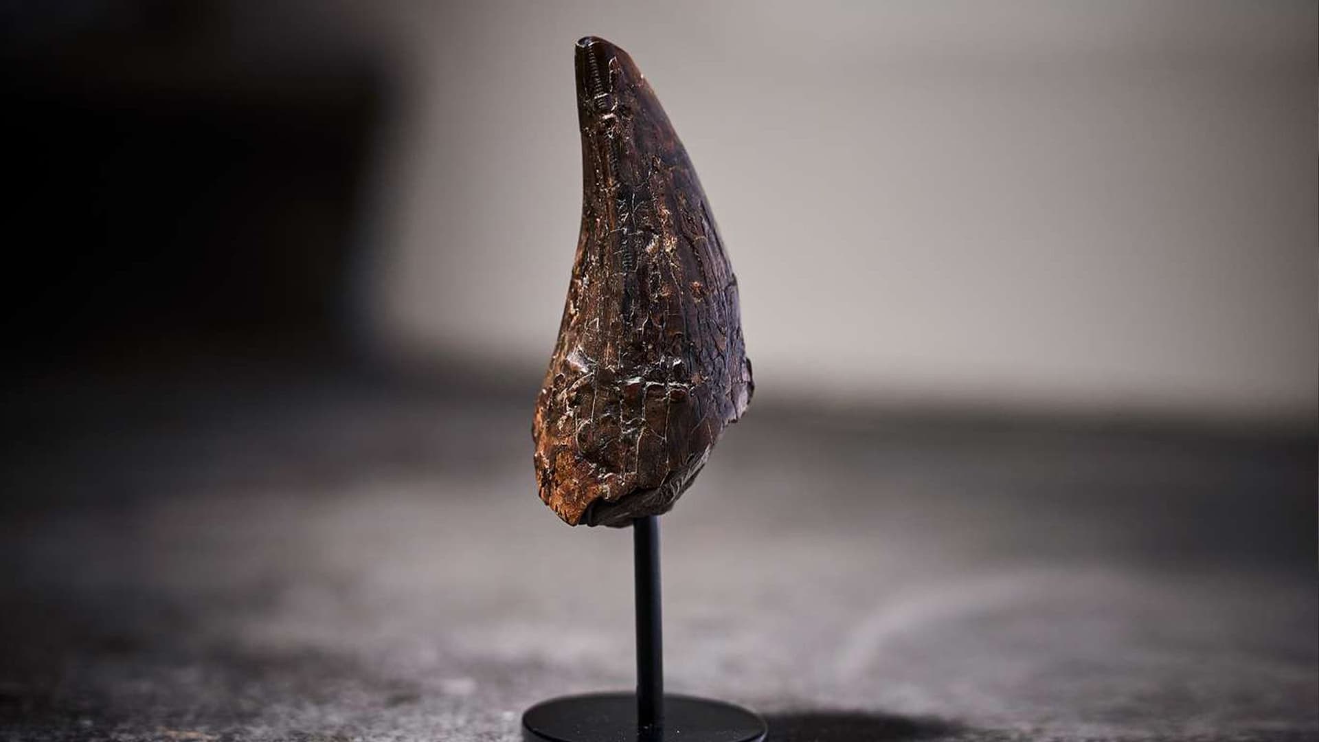 Natural History Auctions: Fossils & Meteorites, UK & Online